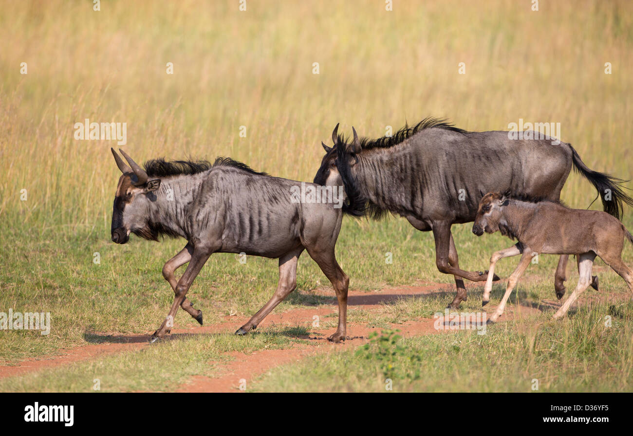 blue wildebeest gnu running Stock Photo - Alamy