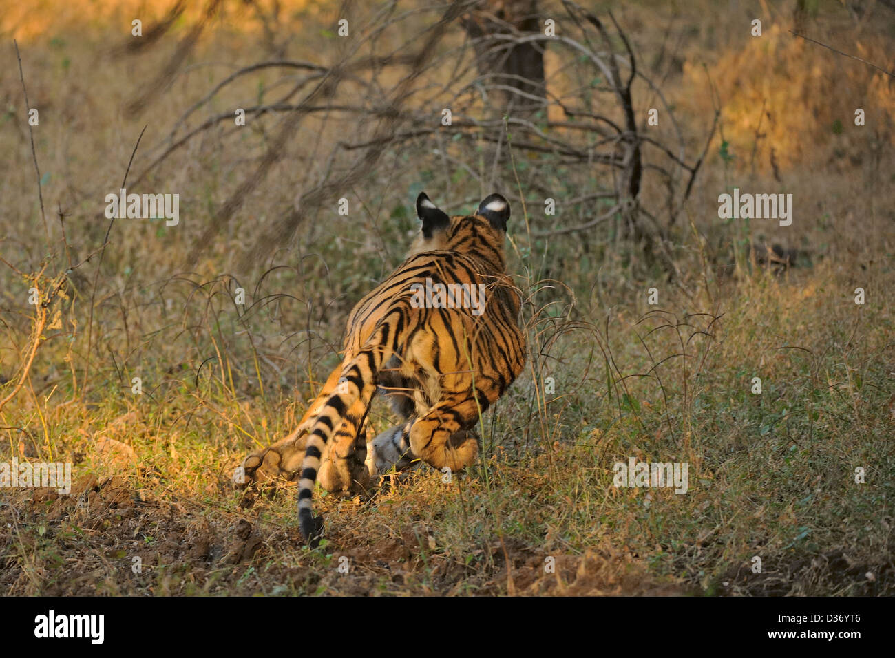 Charging wild tiger in Ranthambore national park Stock Photo - Alamy