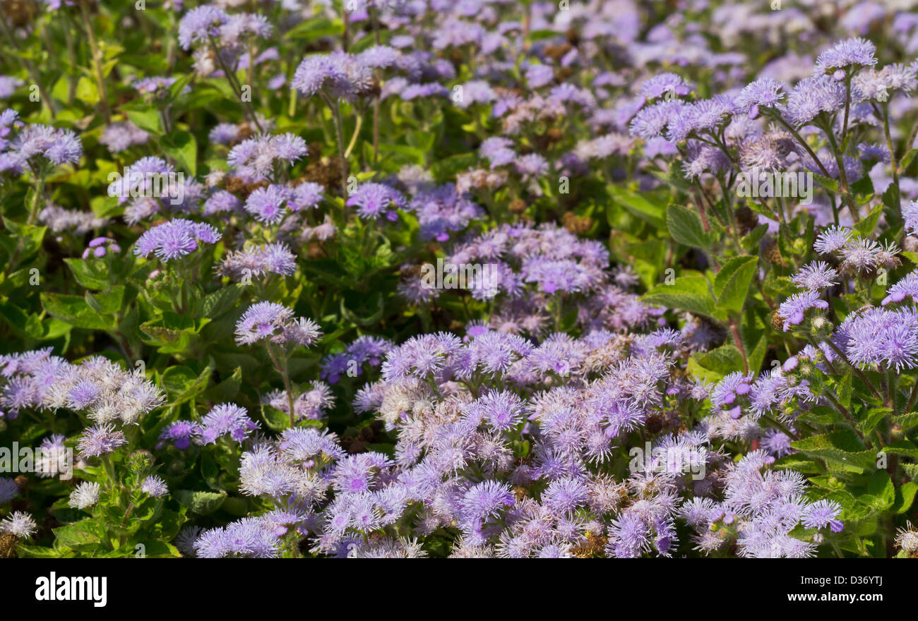 Purple ageratum hi-res stock photography and images - Alamy