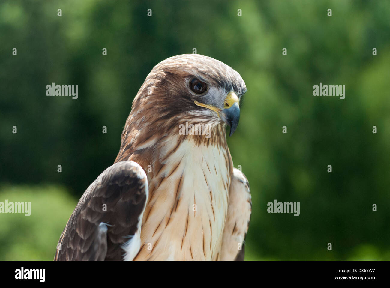 Red Tailed Hawk photographed at the Audubon Center of the North Woods ...
