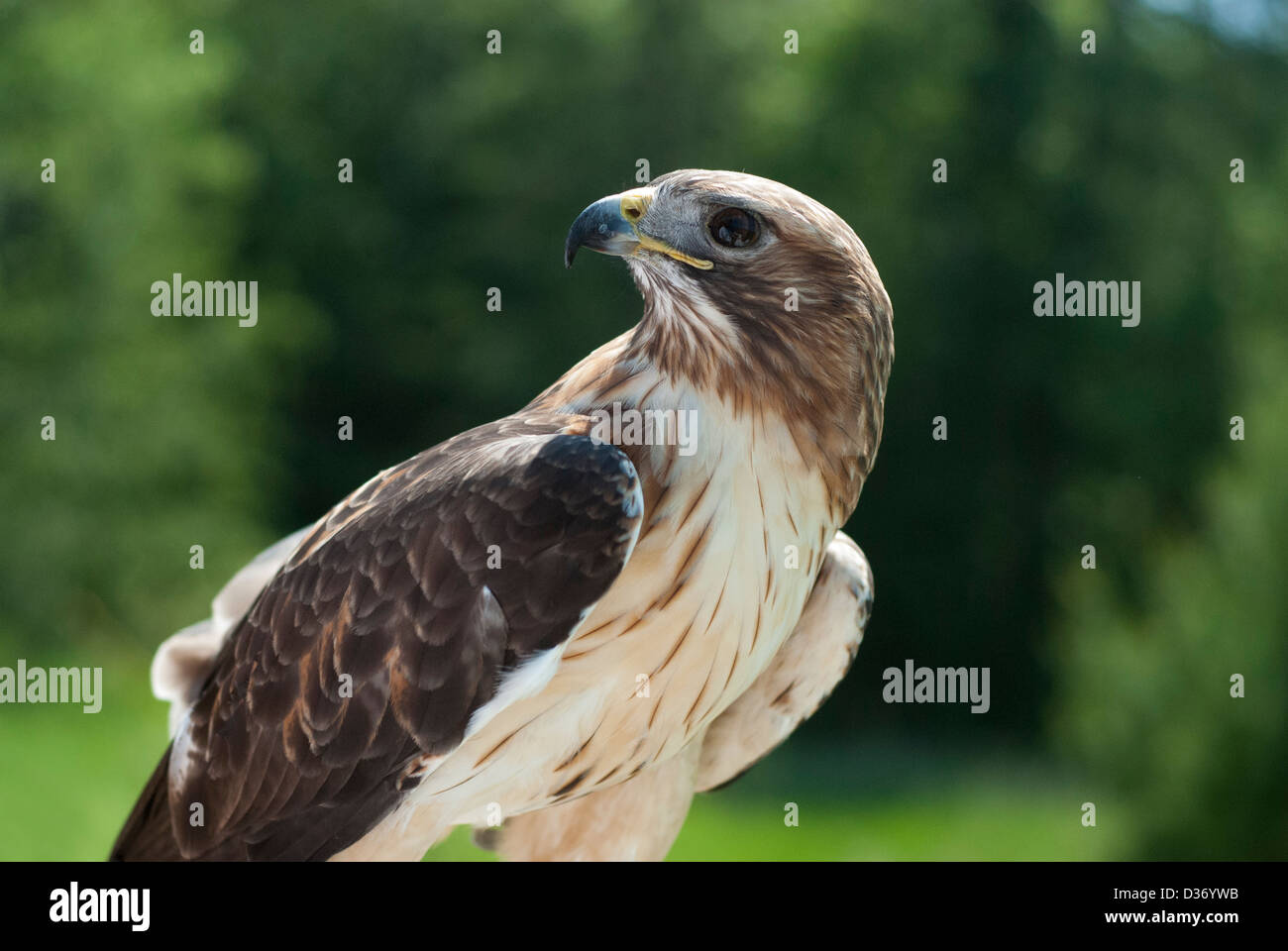 Red Tailed Hawk photographed at the Audubon Center of the North Woods ...