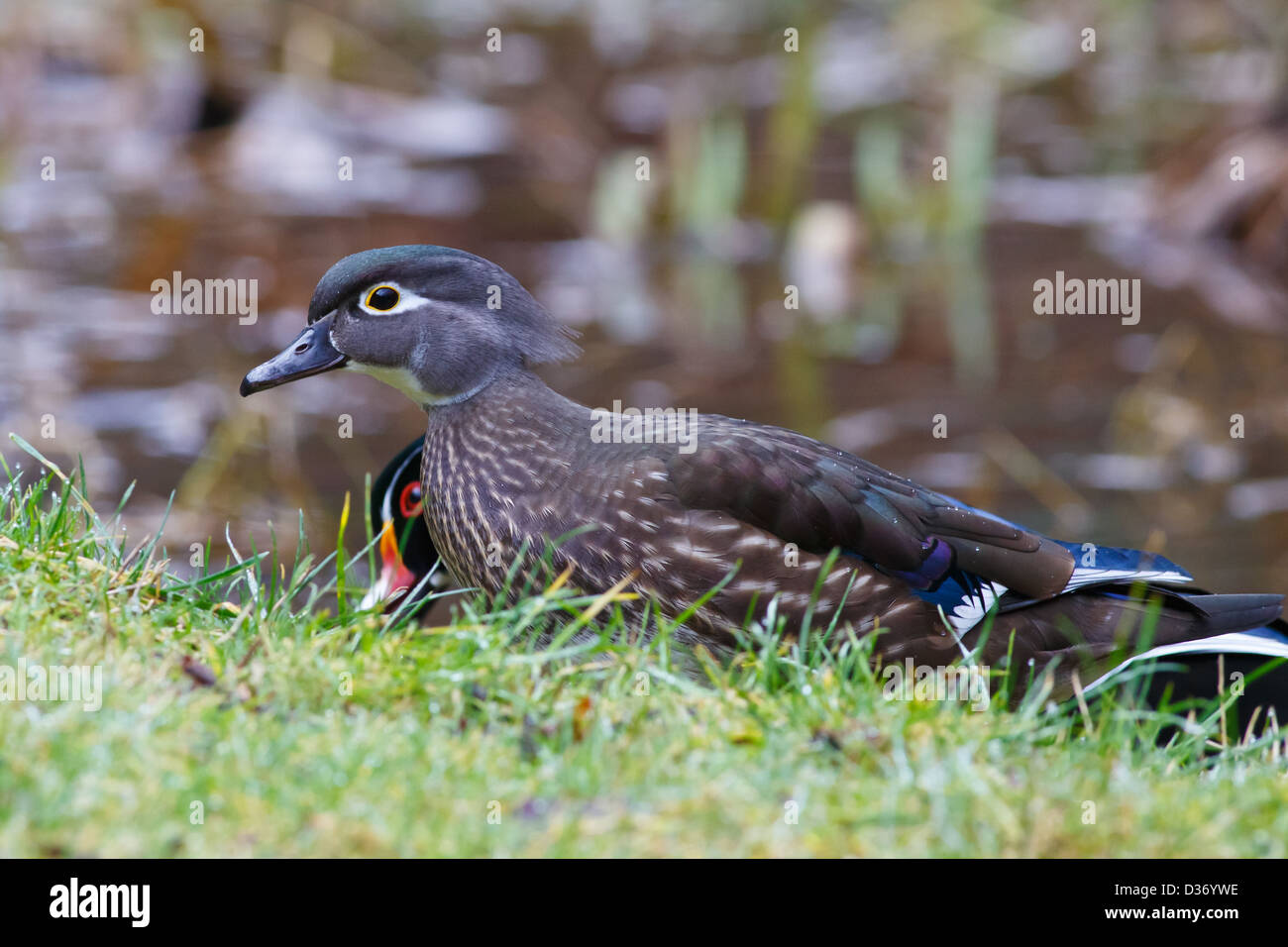 Female wood duck on grassy slope with male duck behind with watchful ...