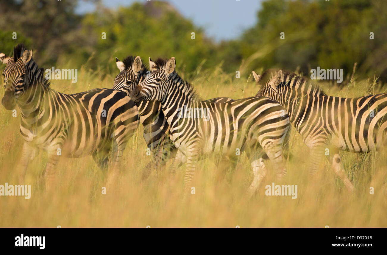 zebra group running Stock Photo - Alamy