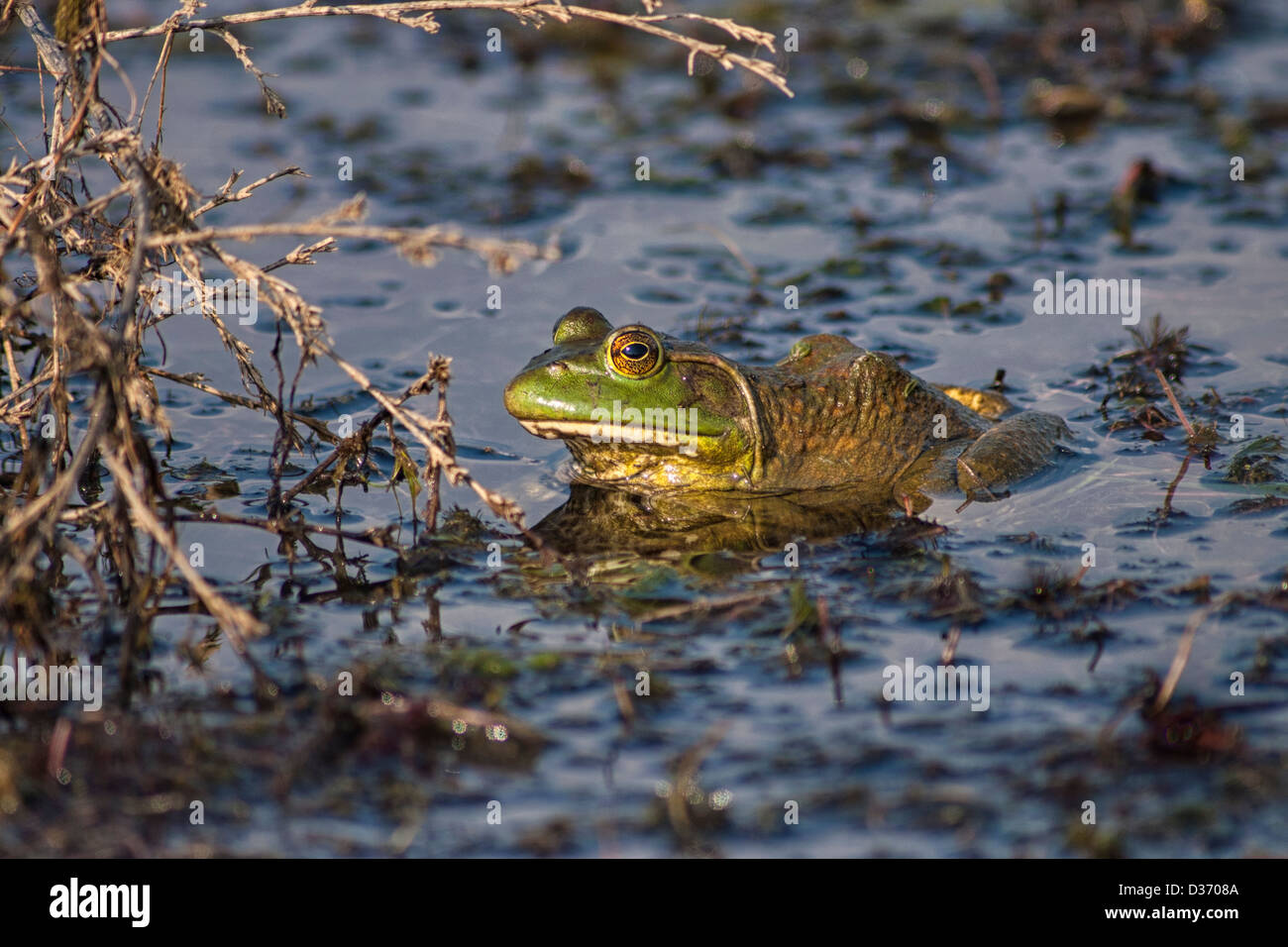 Bullfrog sitting in marshy area Stock Photo - Alamy