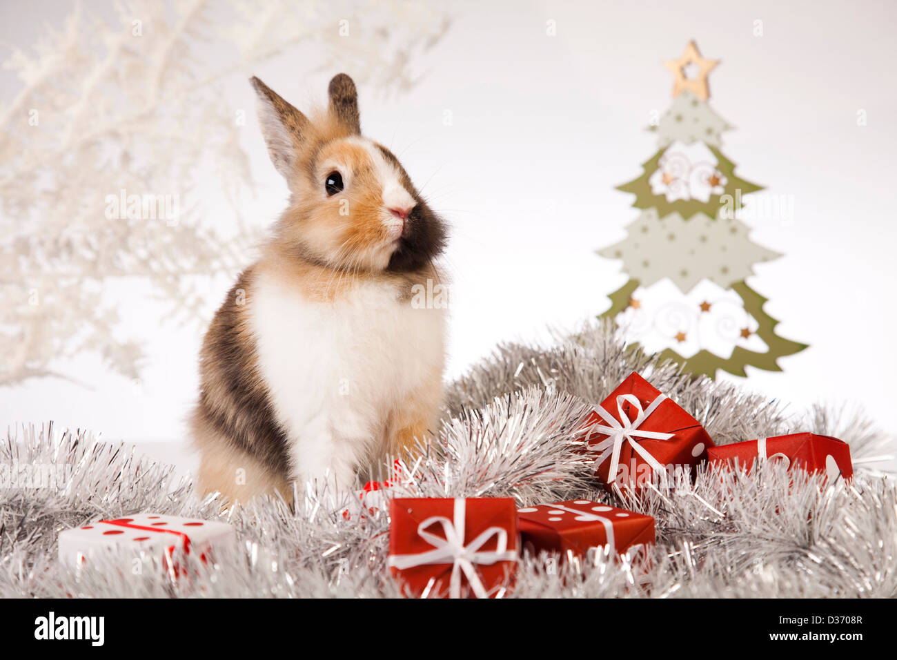 Bunny with Christmas Stock Photo - Alamy