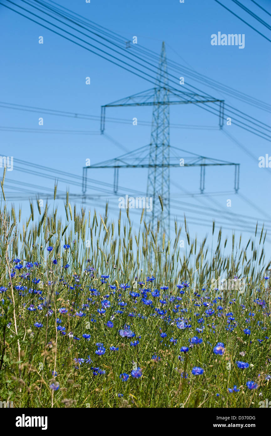 Schoenwald, Germany, pylons in a cornfield Stock Photo - Alamy