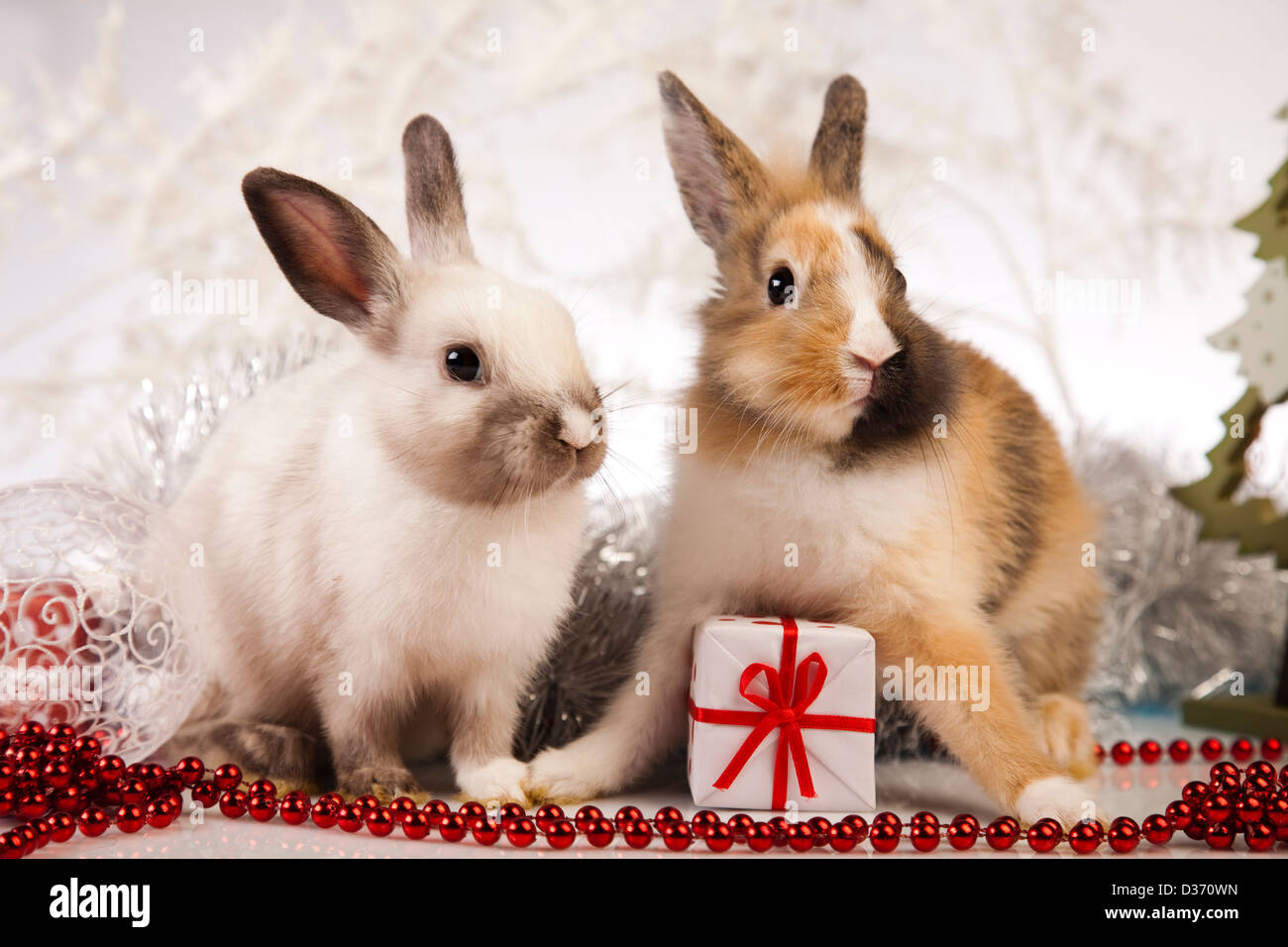Bunny with Christmas decorations Stock Photo - Alamy