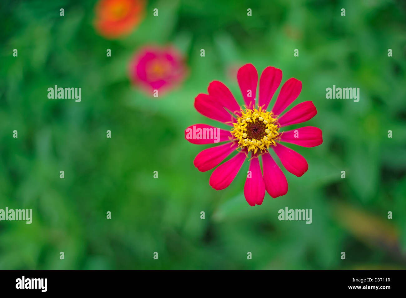 Red Single Flowered Zinnia Flower with yellow center Stock Photo - Alamy