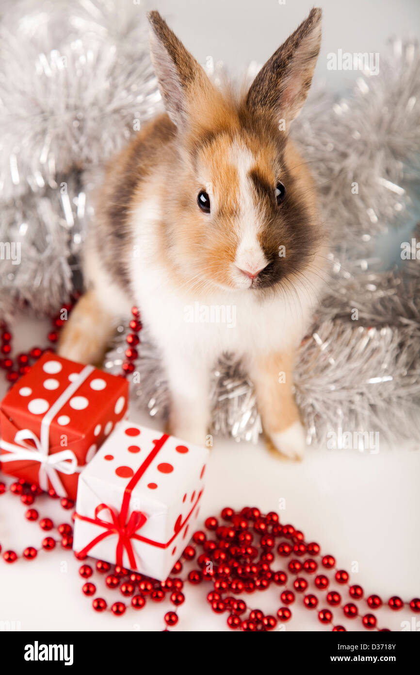 Bunny with Christmas decorations Stock Photo - Alamy