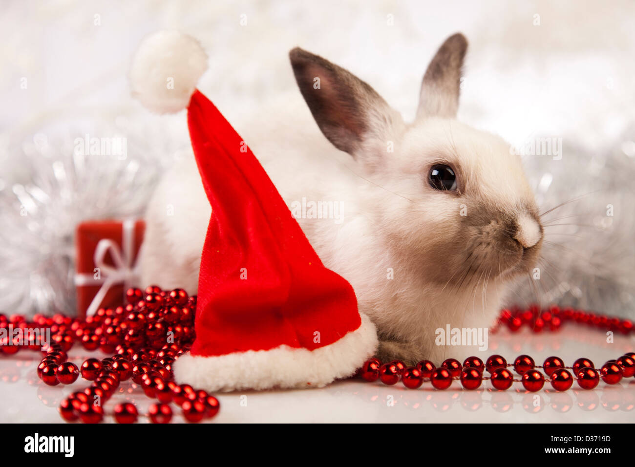 Rabbit, bunny Christmas Stock Photo - Alamy