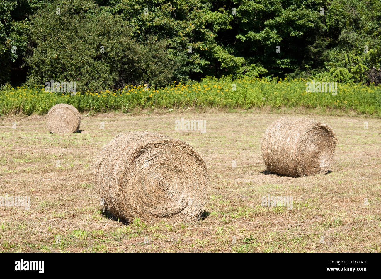 Rolled or round hay bales drying on farmland in Massachusetts, USA ...