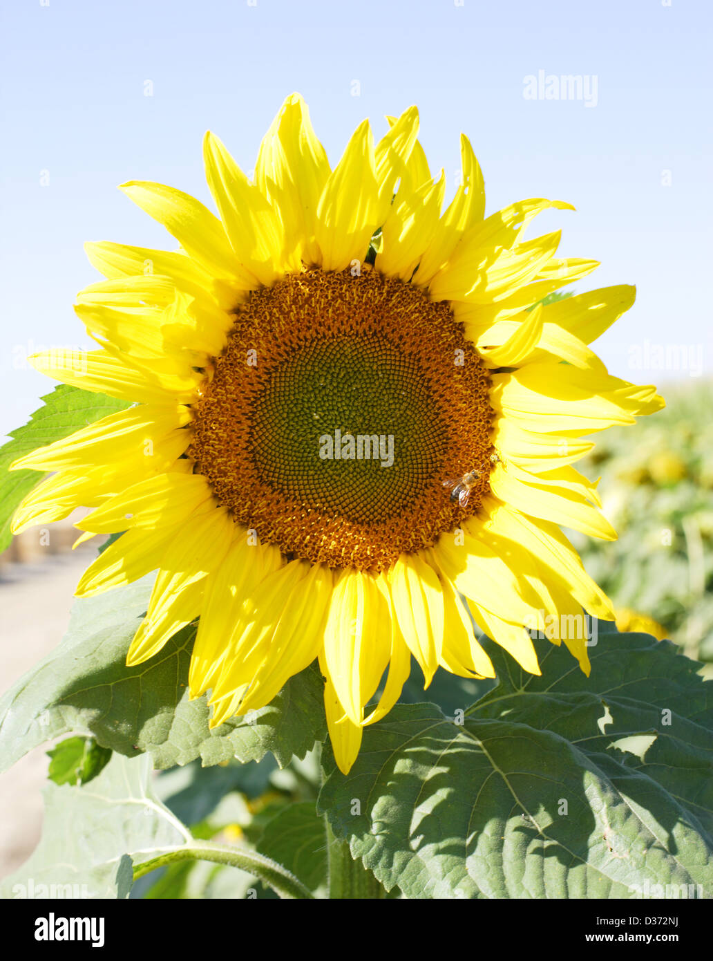 Sunflower in a field on a bright sunny day Stock Photo - Alamy