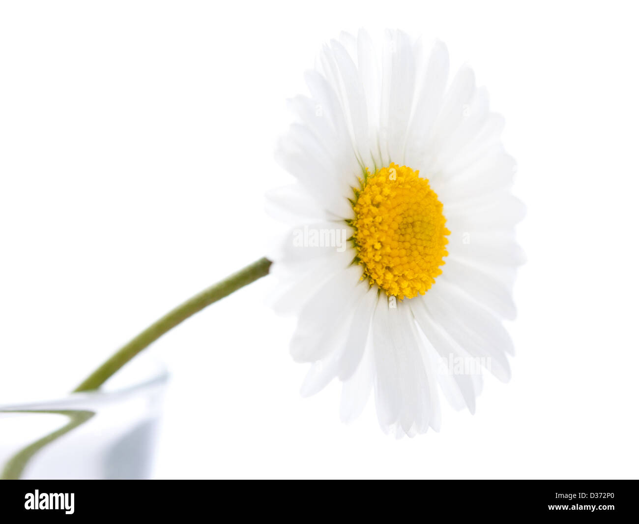 Daisy flower isolated on a white background Stock Photo - Alamy