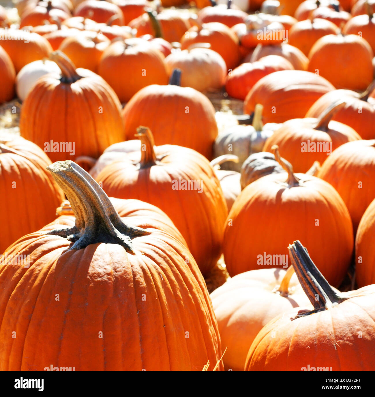 A Pumpkin Patch in october Stock Photo - Alamy