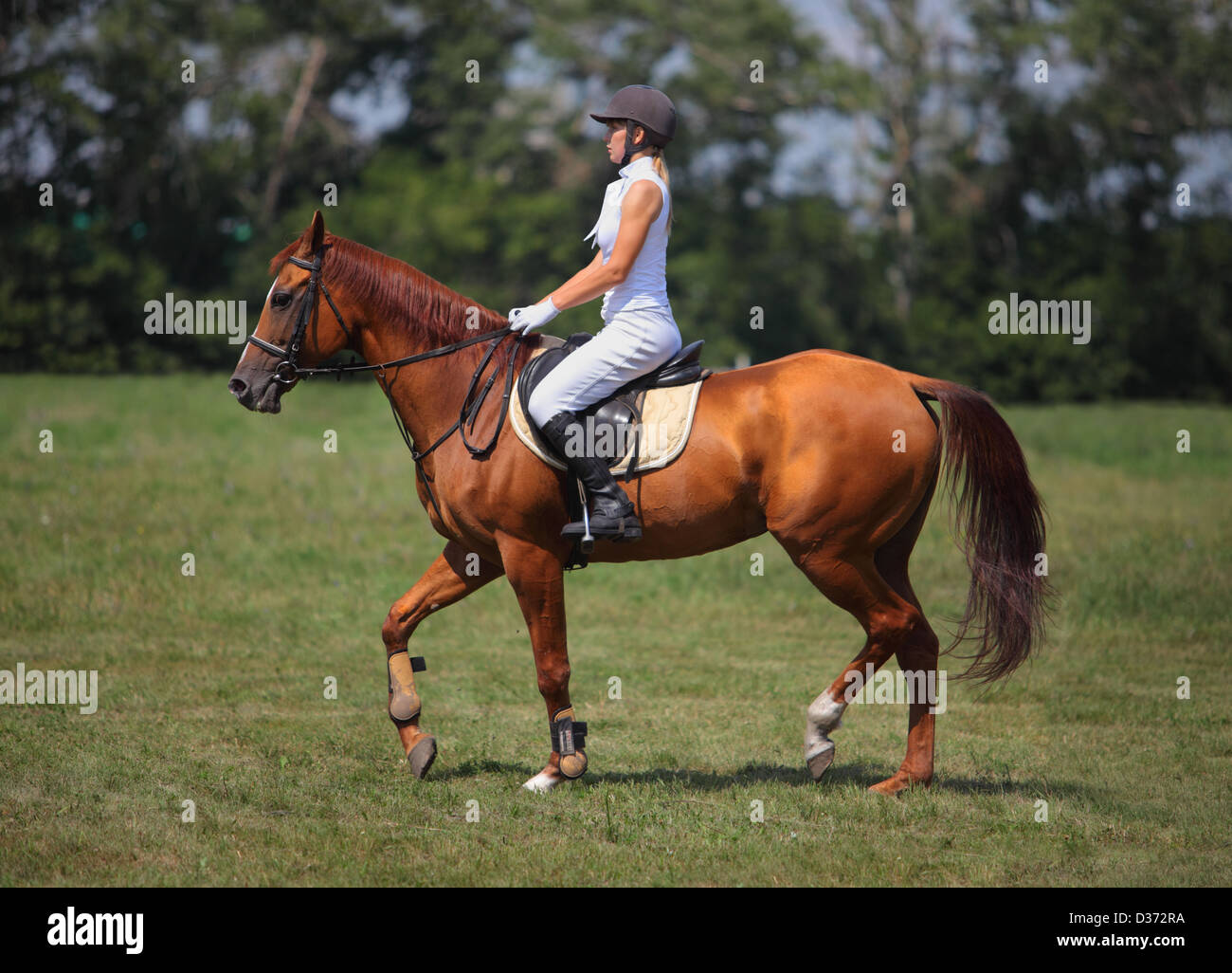 Equestrian and horse in a dressage competition Stock Photo - Alamy