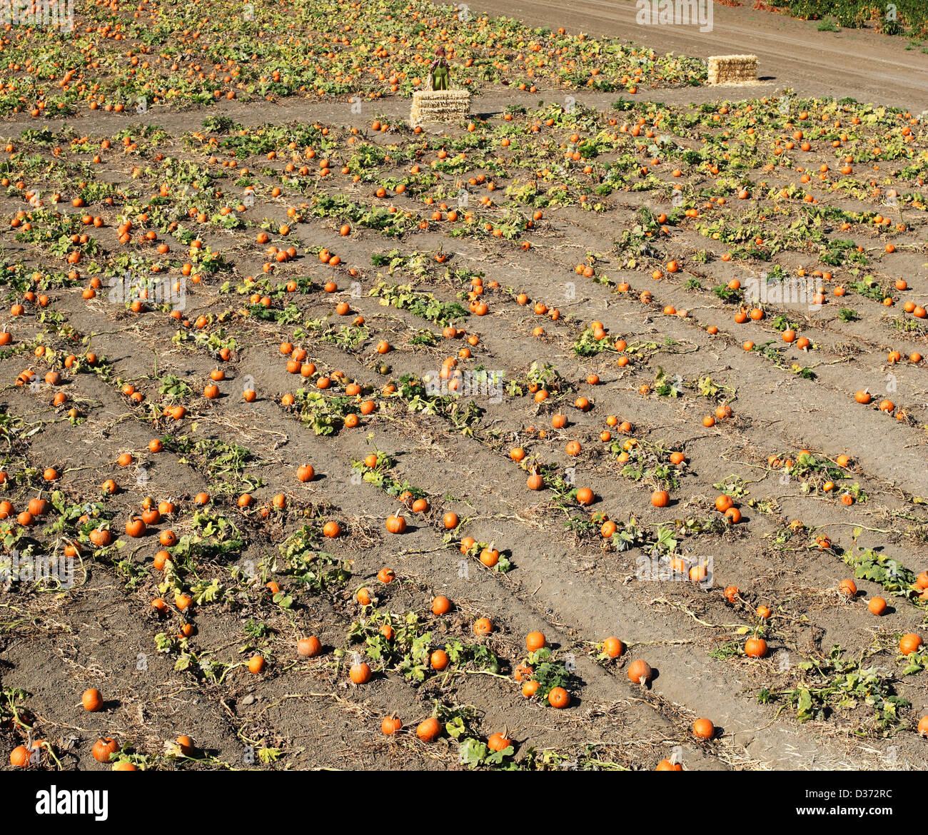 A Pumpkin Patch in october Stock Photo - Alamy