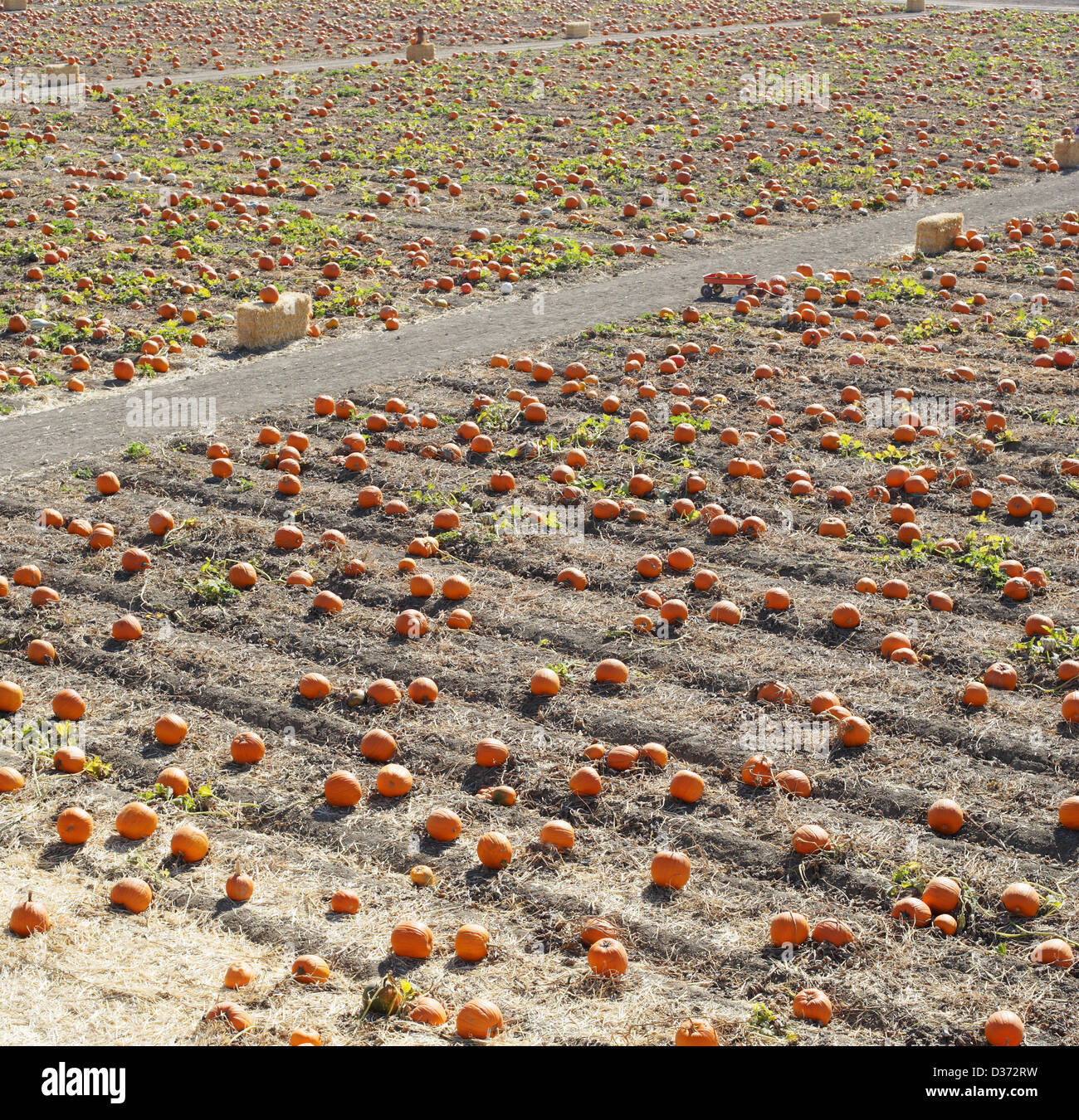A Pumpkin Patch in october Stock Photo - Alamy