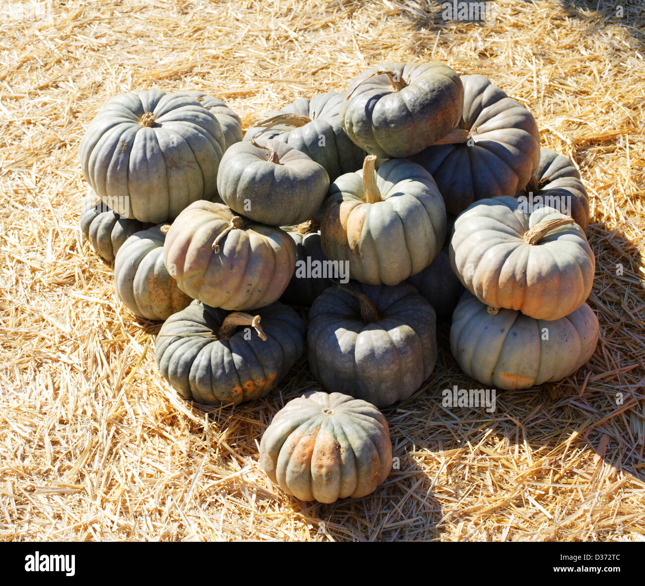 Grey pumpkins at a patch in october Stock Photo - Alamy