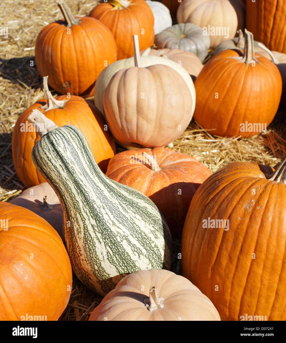 A Pumpkin Patch in october Stock Photo - Alamy