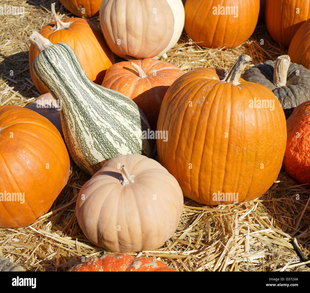 A Pumpkin Patch in october Stock Photo - Alamy