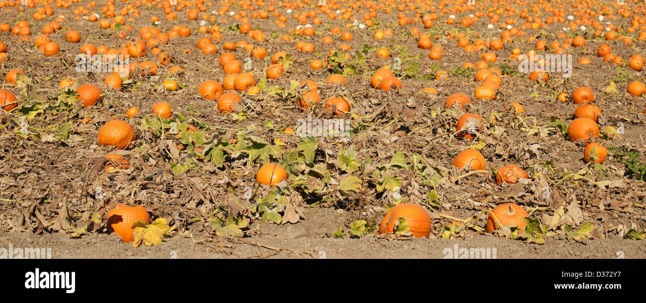 A Pumpkin Patch in october Stock Photo - Alamy