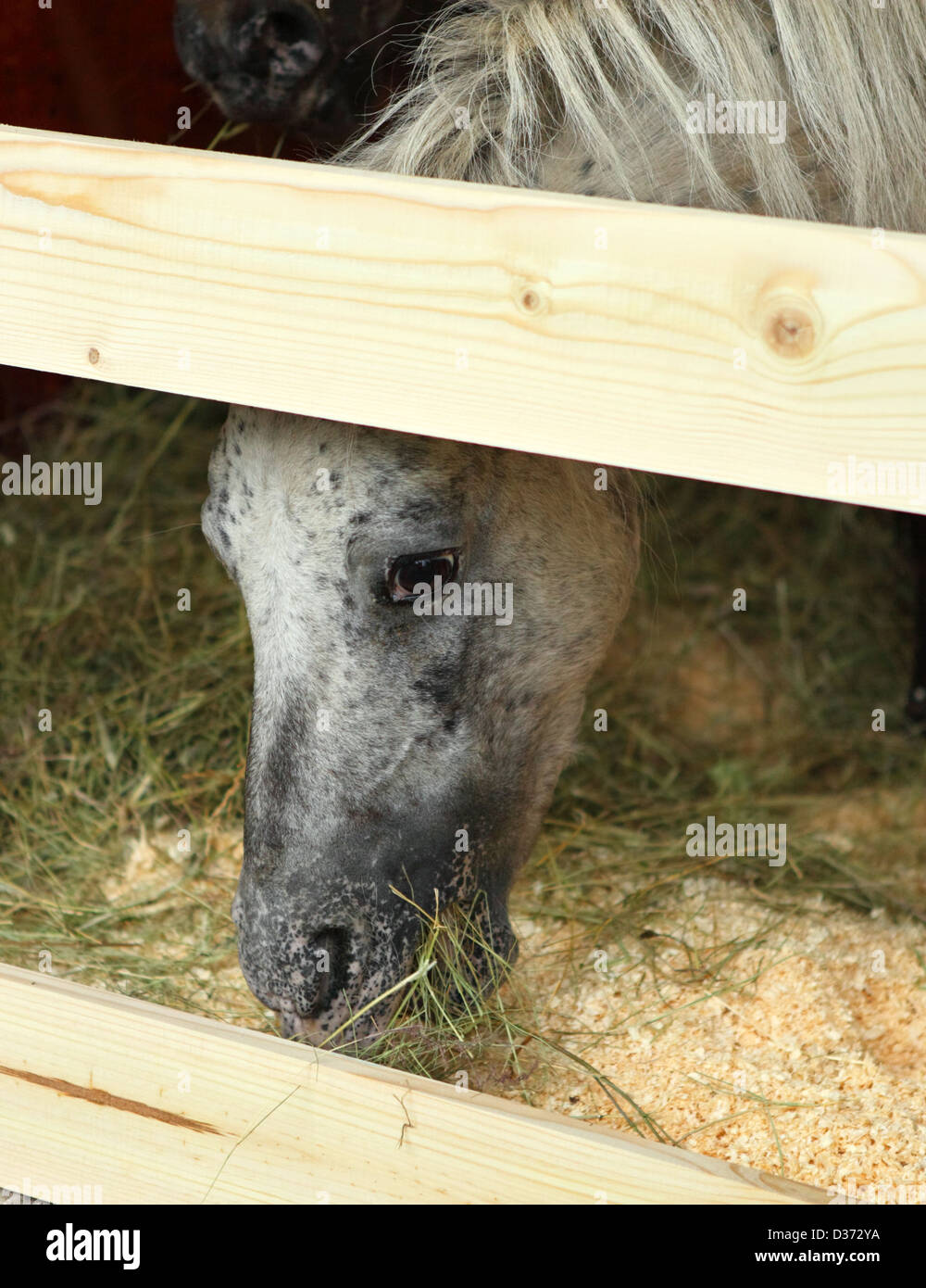 Eat grasses hi-res stock photography and images - Alamy