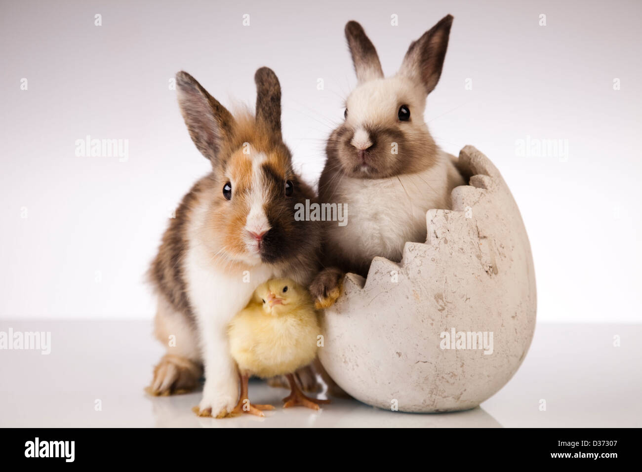 A rabbit isolated white background Stock Photo - Alamy