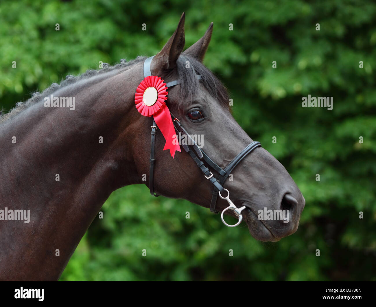 Prize horse hi-res stock photography and images - Alamy
