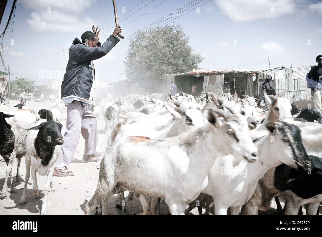 Goats being driven to the livestock market in Hergeisa, Somaliland ...