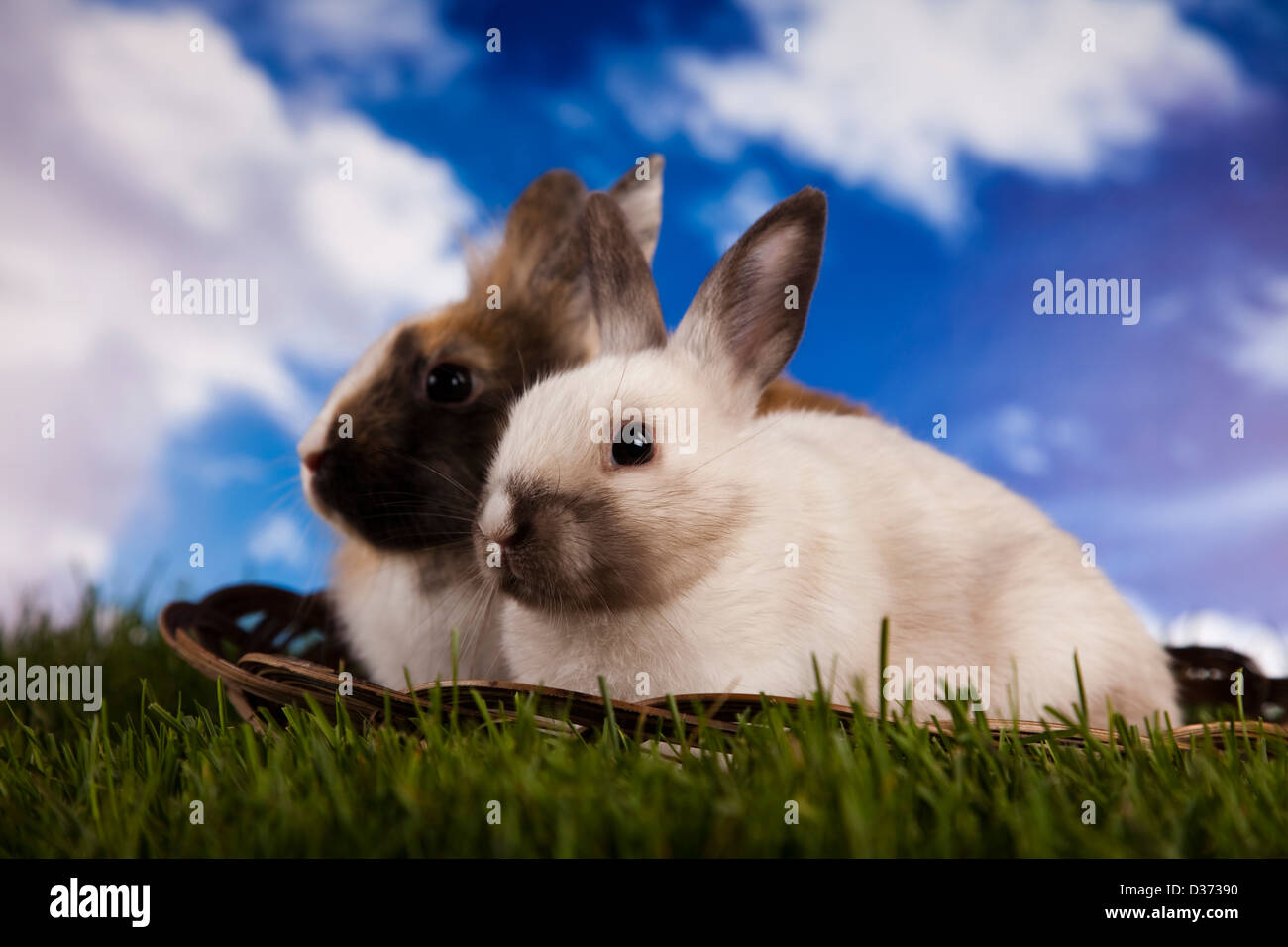 Green background and two little rabbits Stock Photo - Alamy