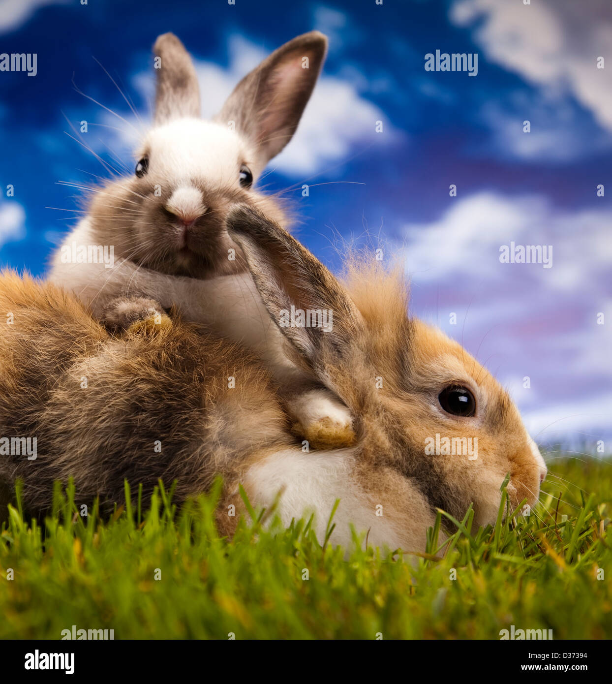 Green background and two little rabbits Stock Photo - Alamy