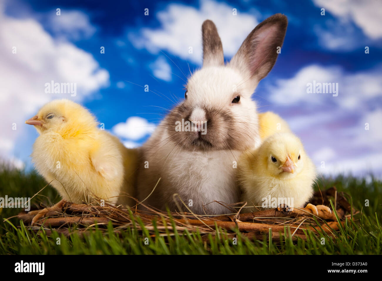 Easter bunny and chick on green background Stock Photo - Alamy