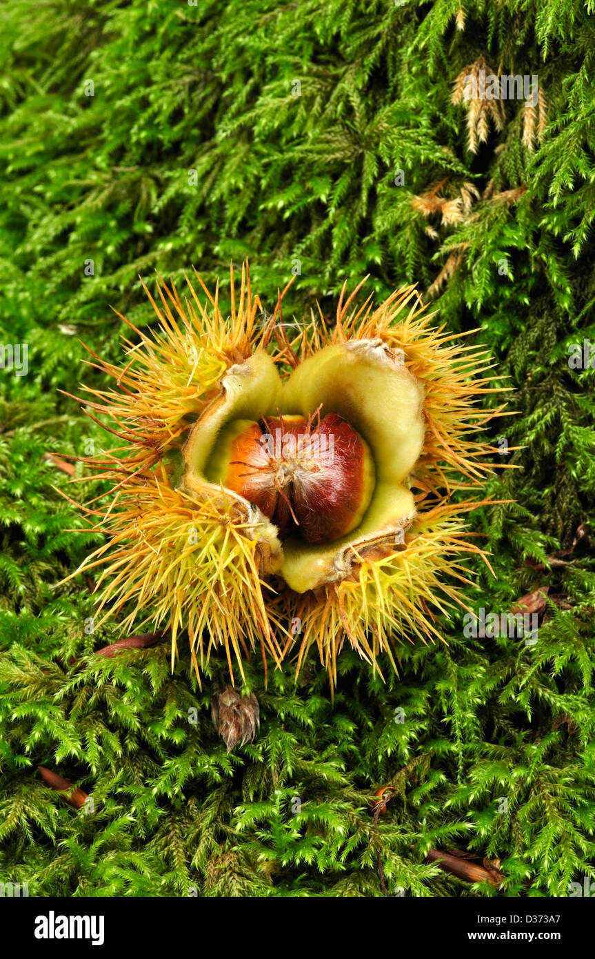 Chestnut at tree hi-res stock photography and images - Alamy