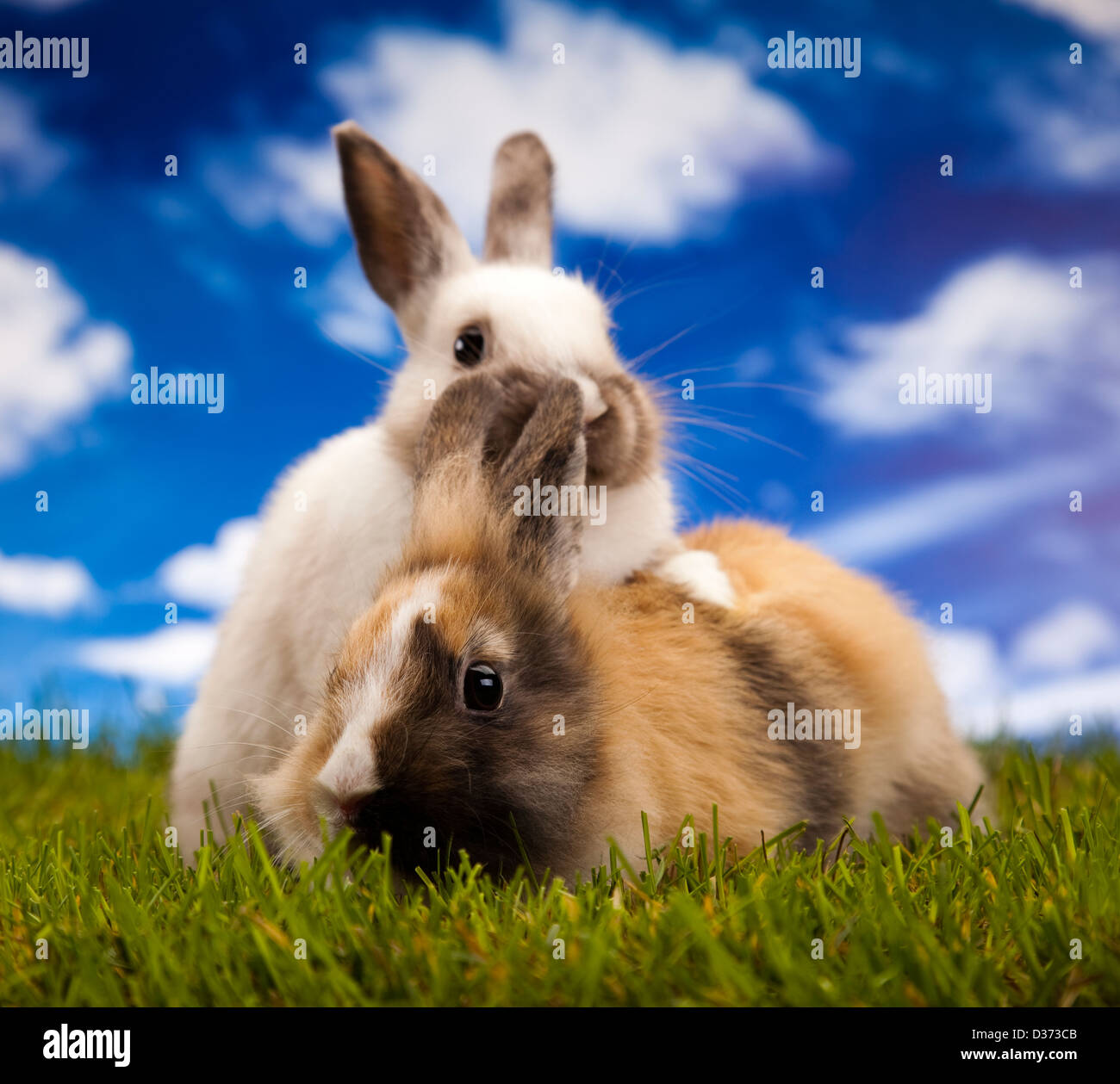 Green background and two little rabbits Stock Photo - Alamy