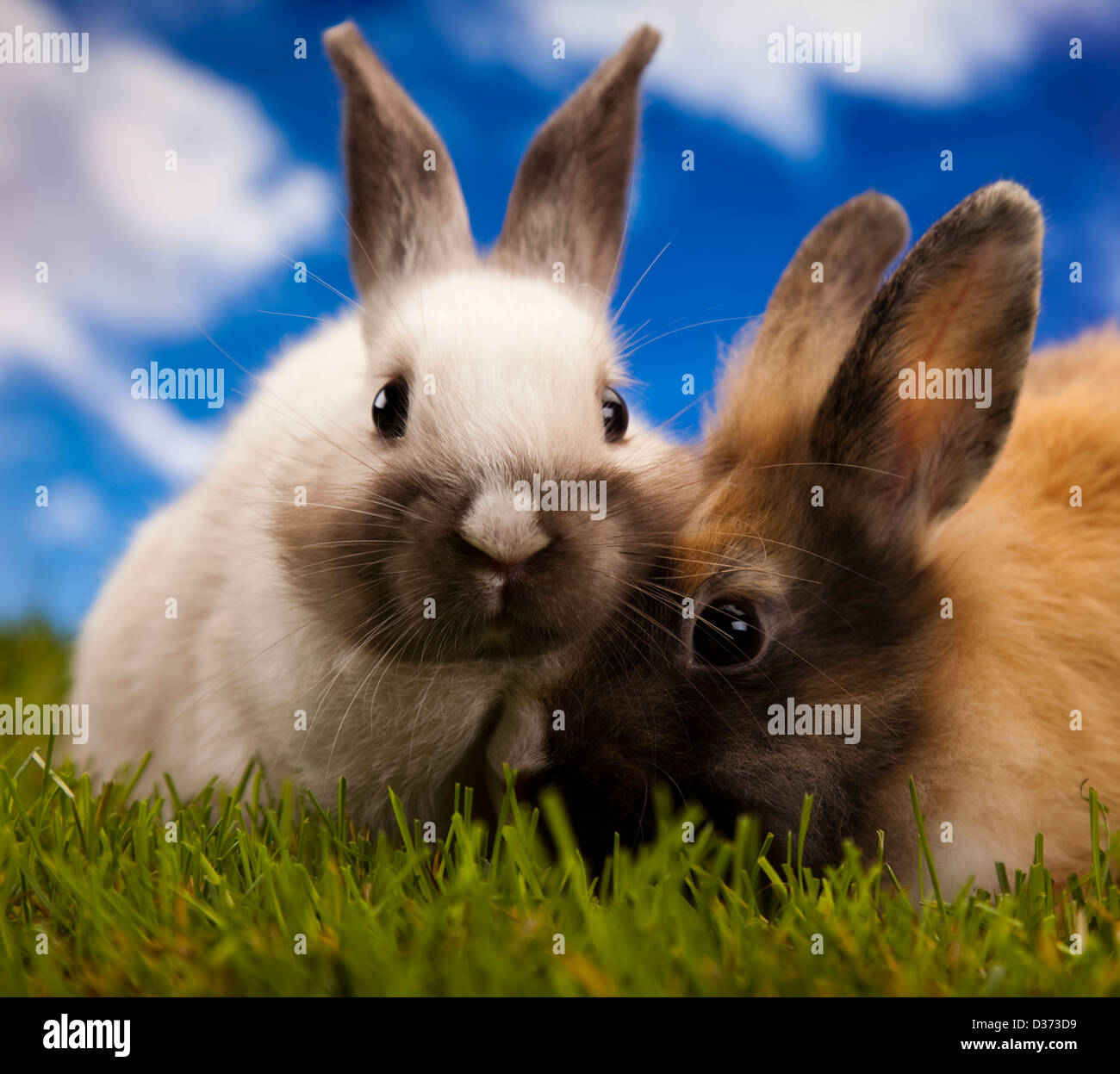 Green background and two little rabbits Stock Photo - Alamy