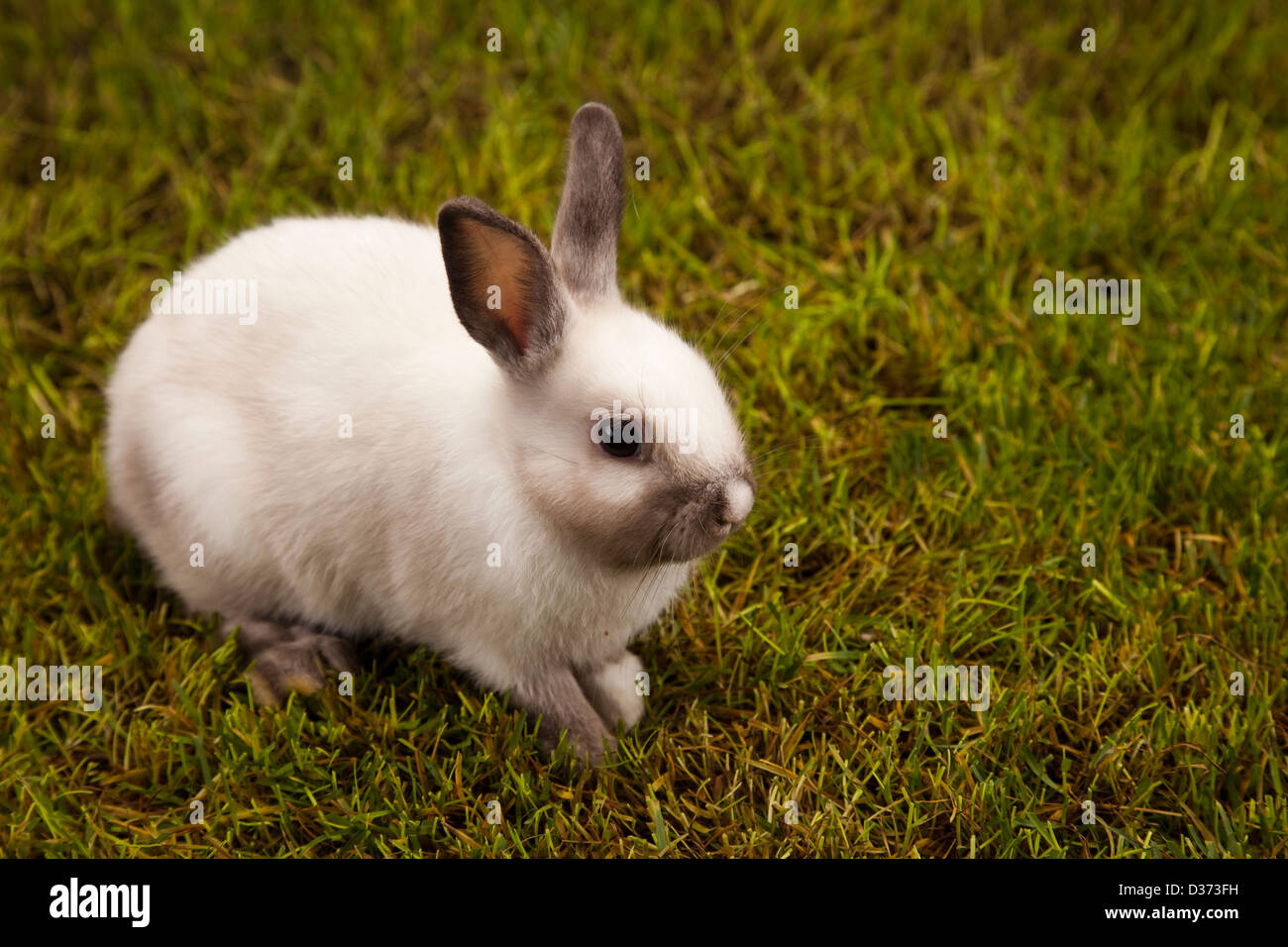 Green and rabbit Stock Photo - Alamy