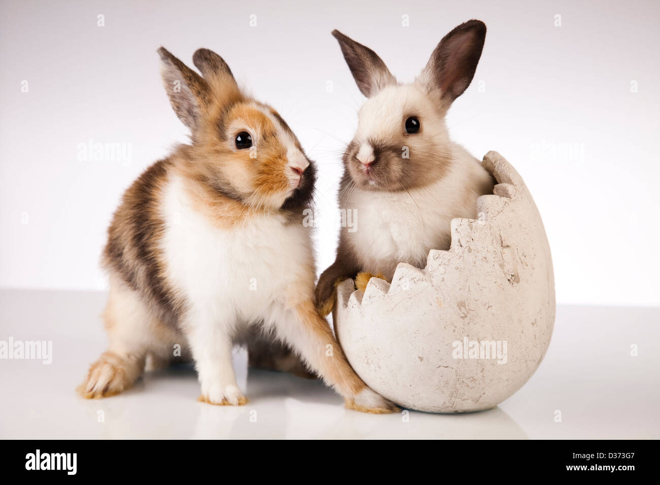 A rabbit isolated white background Stock Photo - Alamy