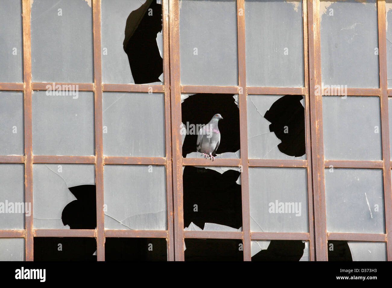 Pigeon sits on the broken window Stock Photo - Alamy