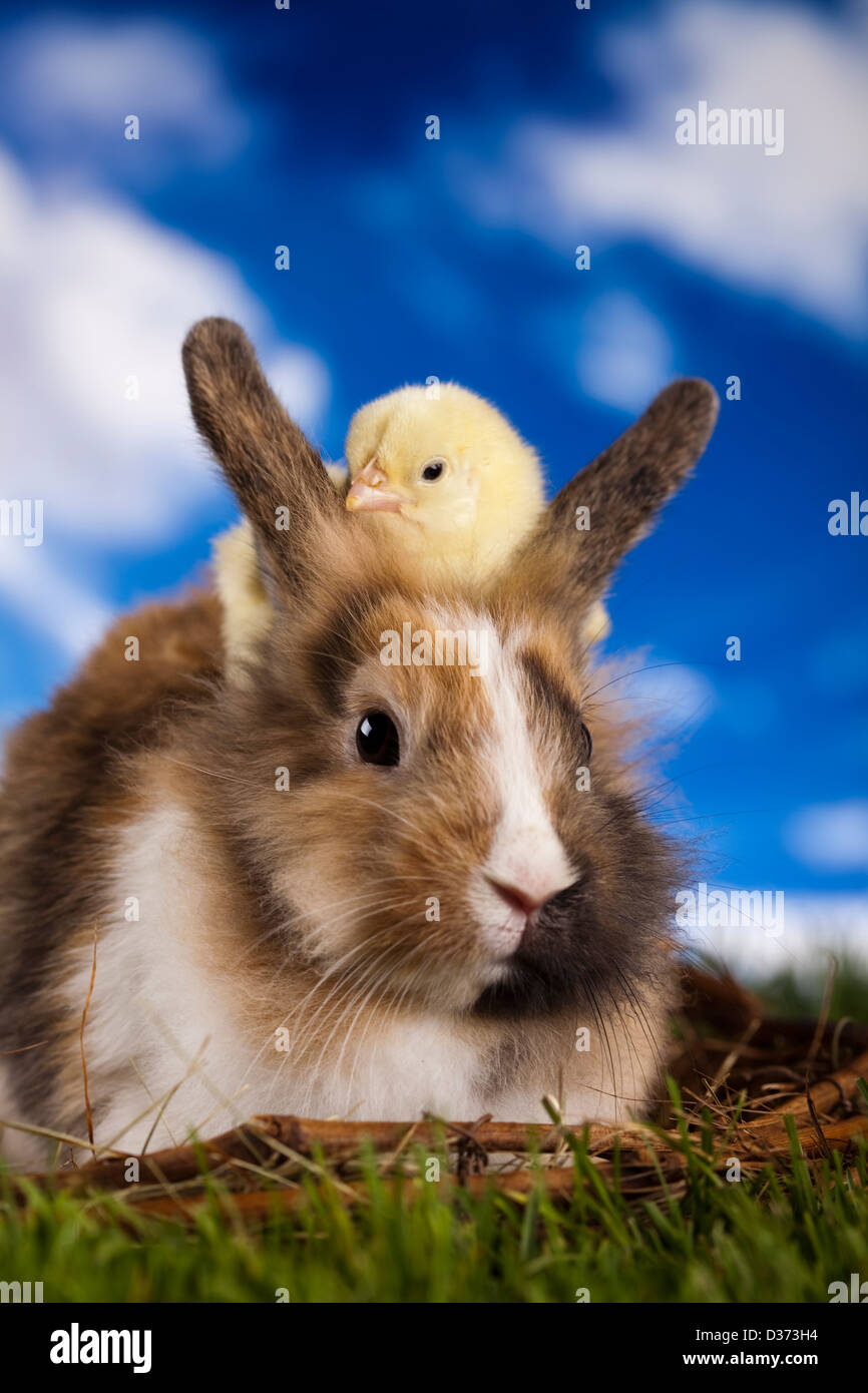 Easter bunny and chick on green background Stock Photo - Alamy
