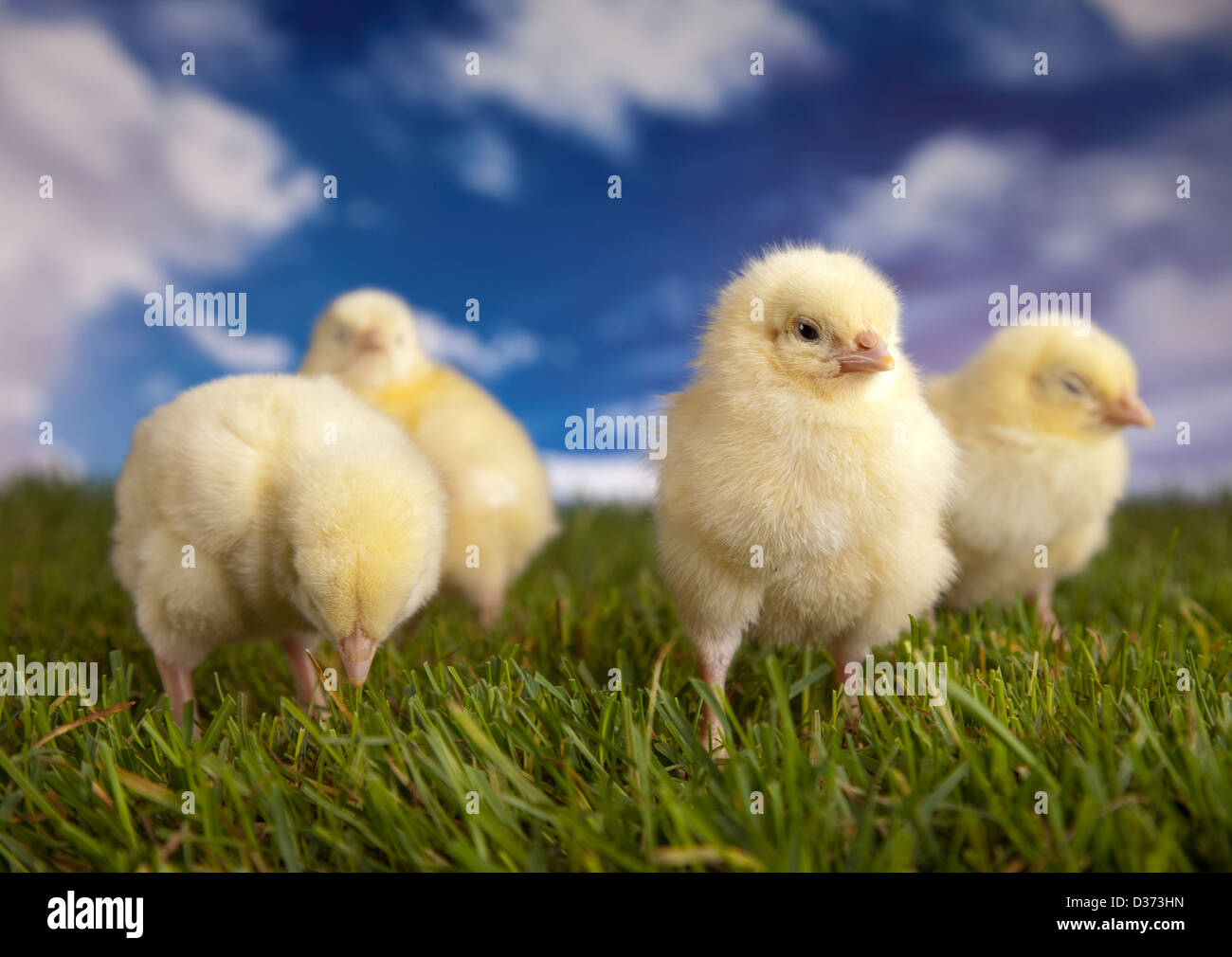 Easter young chick Stock Photo - Alamy
