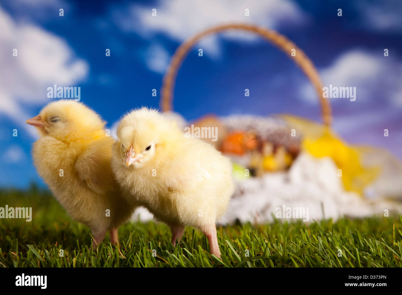 Easter young chick Stock Photo - Alamy