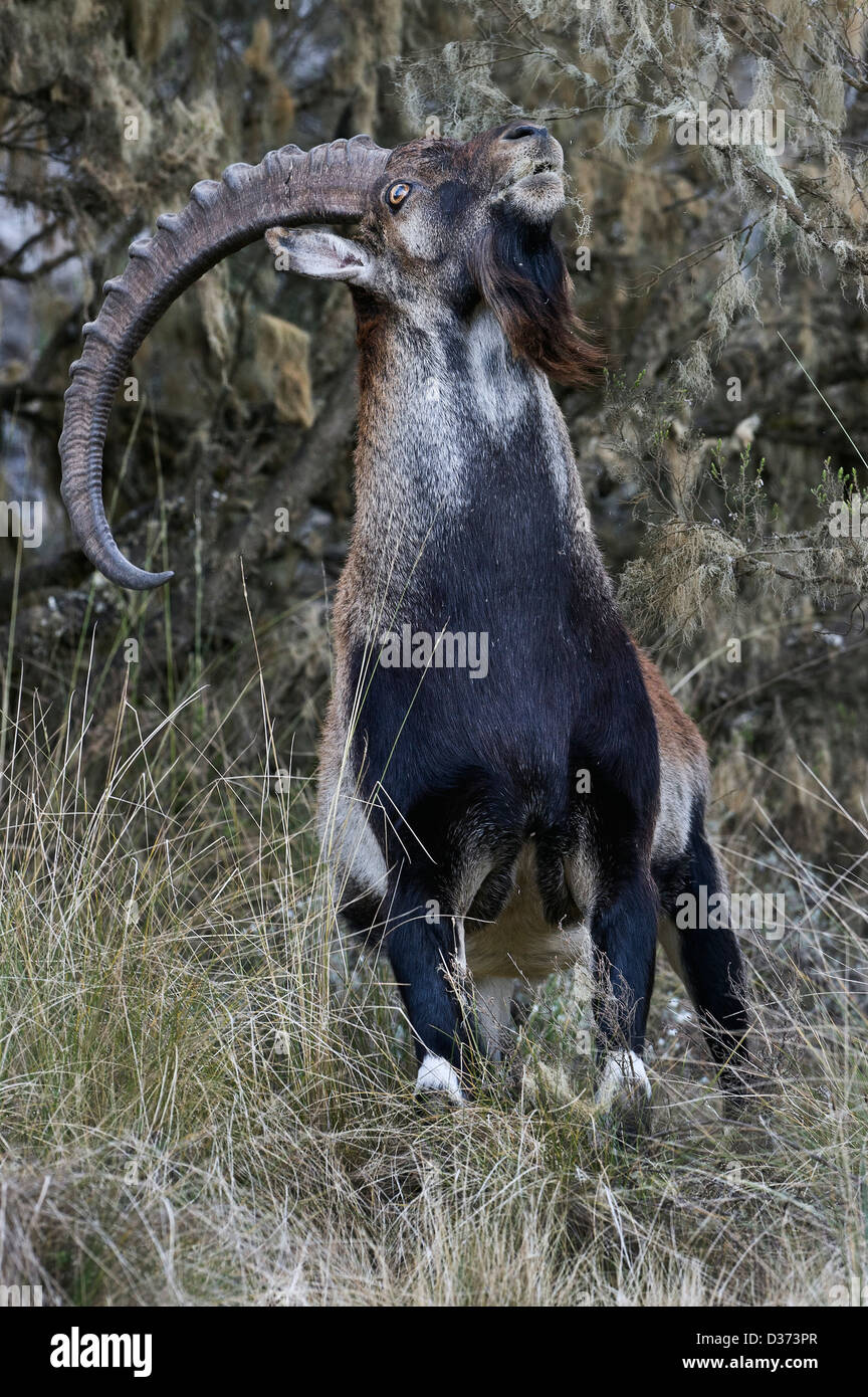 a male Abyssinian ibex, Simien mountains, Ethiopia Stock Photo - Alamy