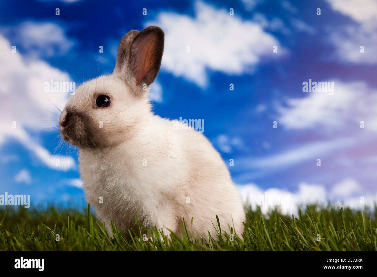 Green background and bunny Stock Photo - Alamy