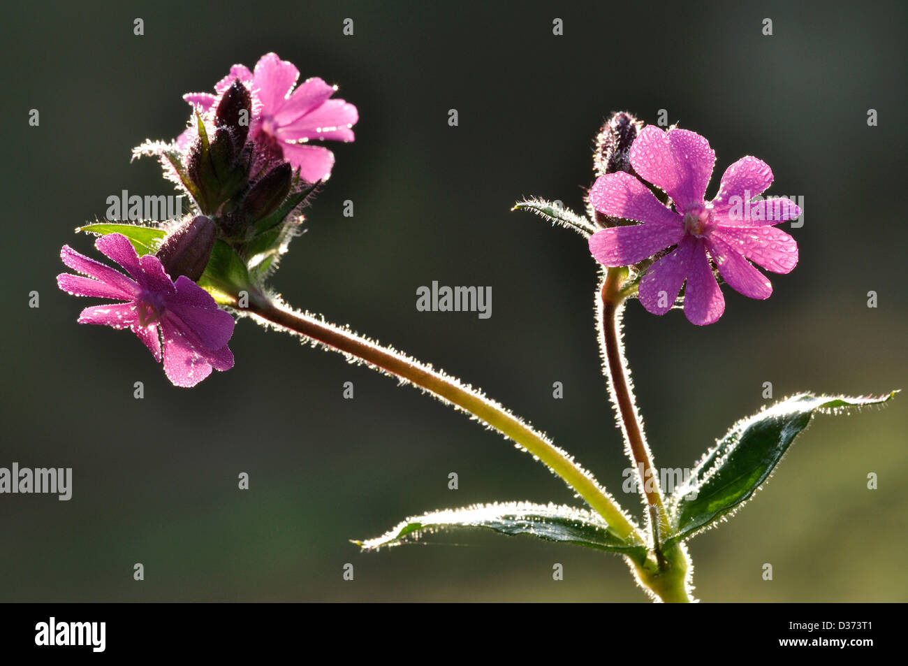 Pink campion flower hi-res stock photography and images - Alamy