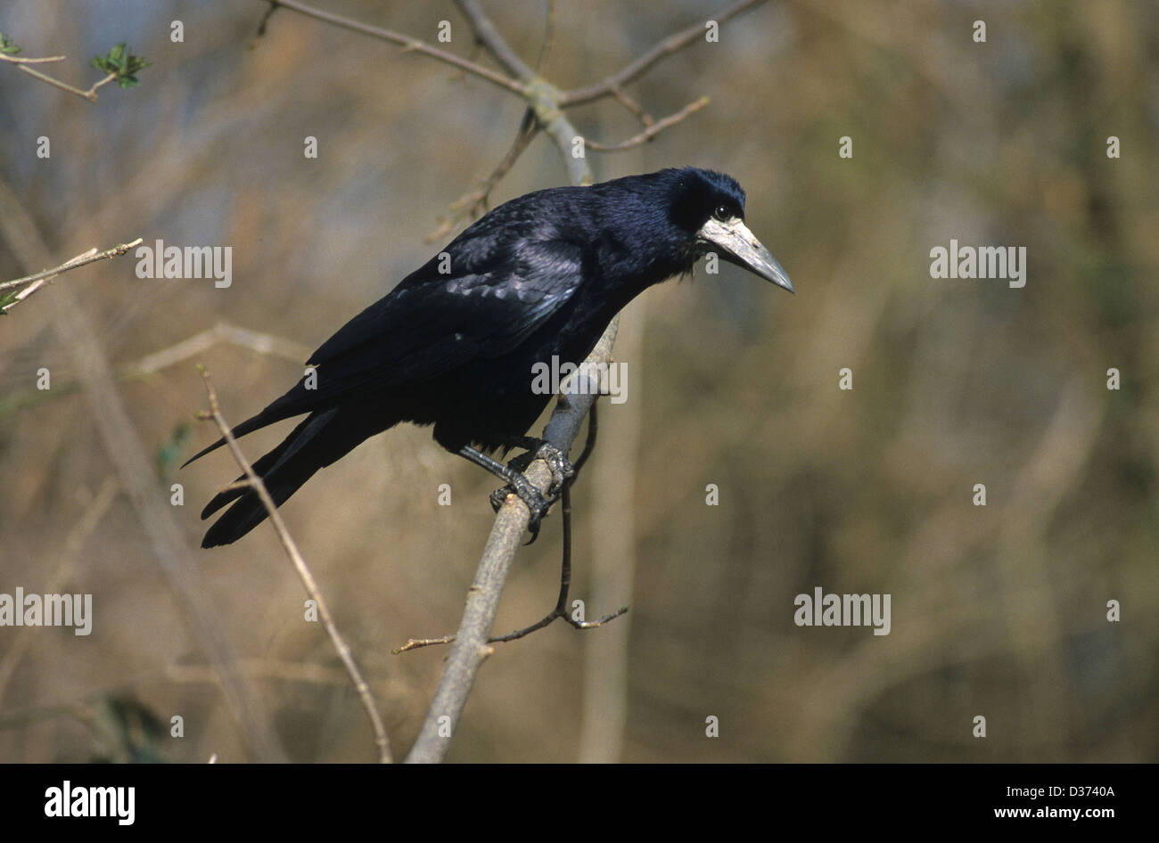 A rook Stock Photo - Alamy