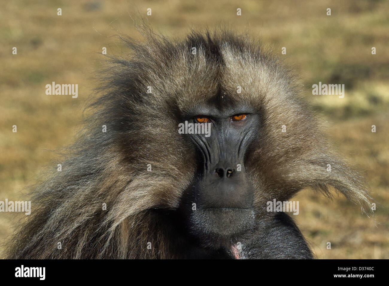 Long haired baboon hi-res stock photography and images - Alamy