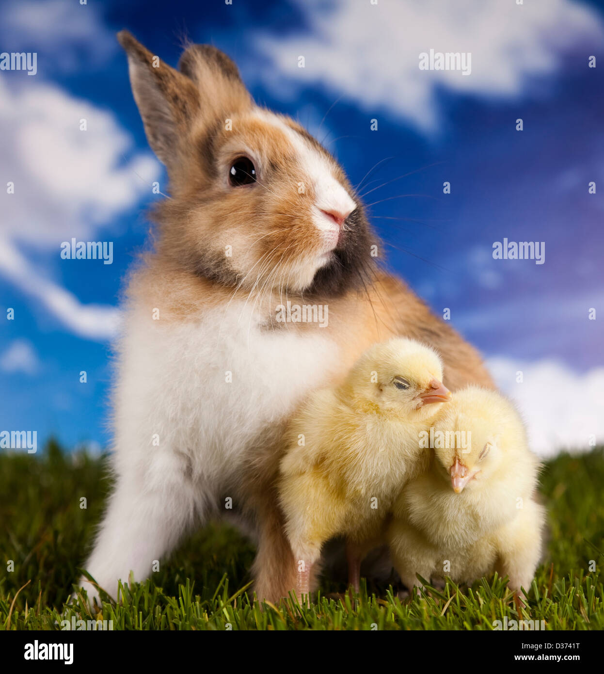 Easter bunny and chick on green background Stock Photo - Alamy