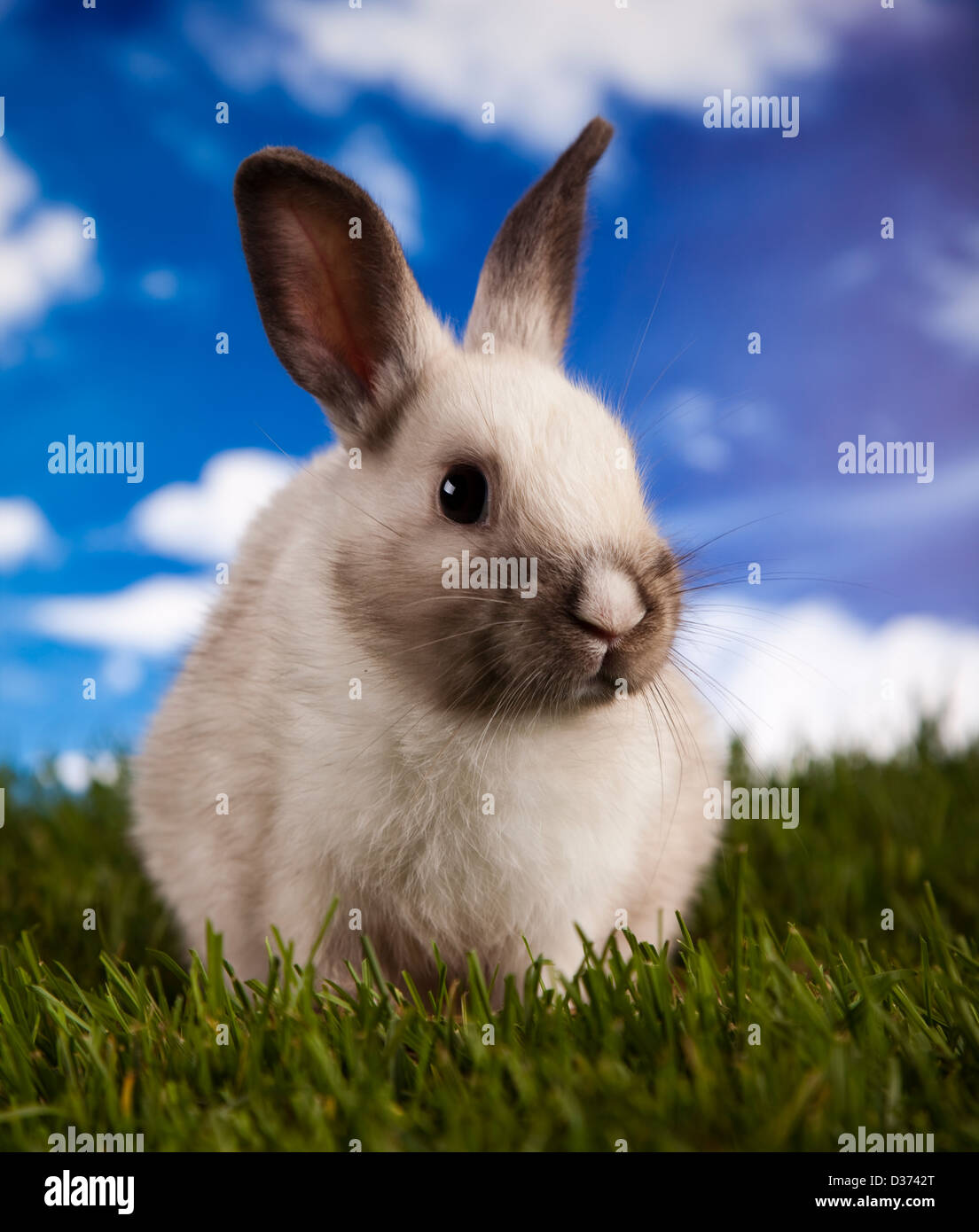 Green background and bunny Stock Photo - Alamy