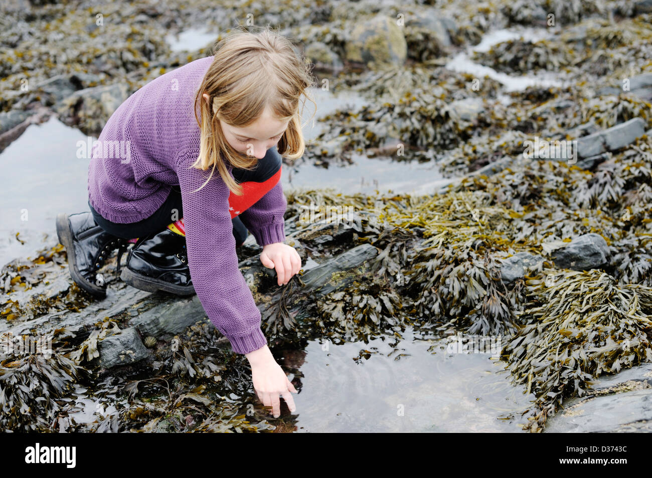 Rockpool hi-res stock photography and images - Alamy
