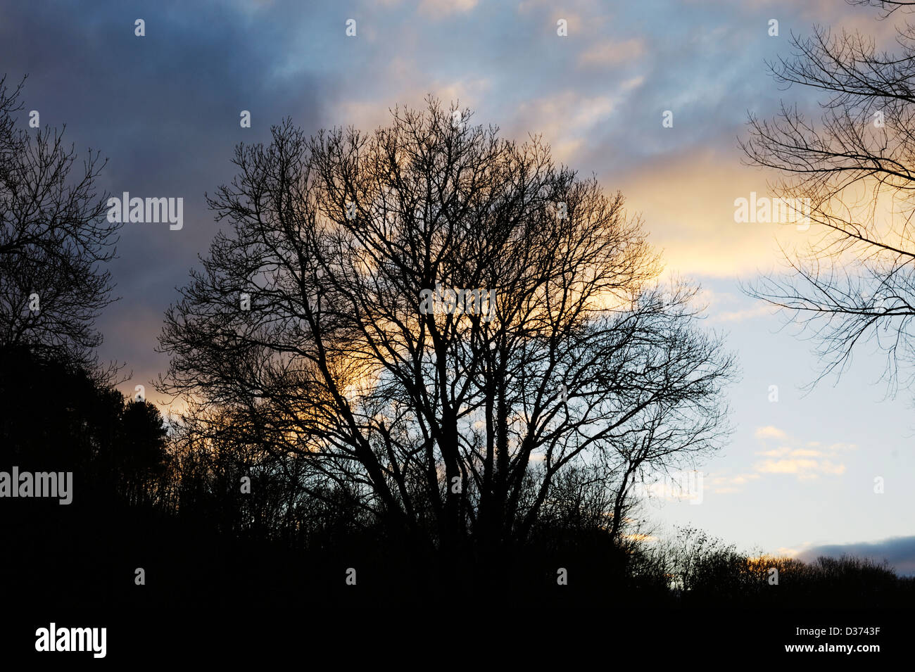 Ash tree silhouette hi-res stock photography and images - Alamy